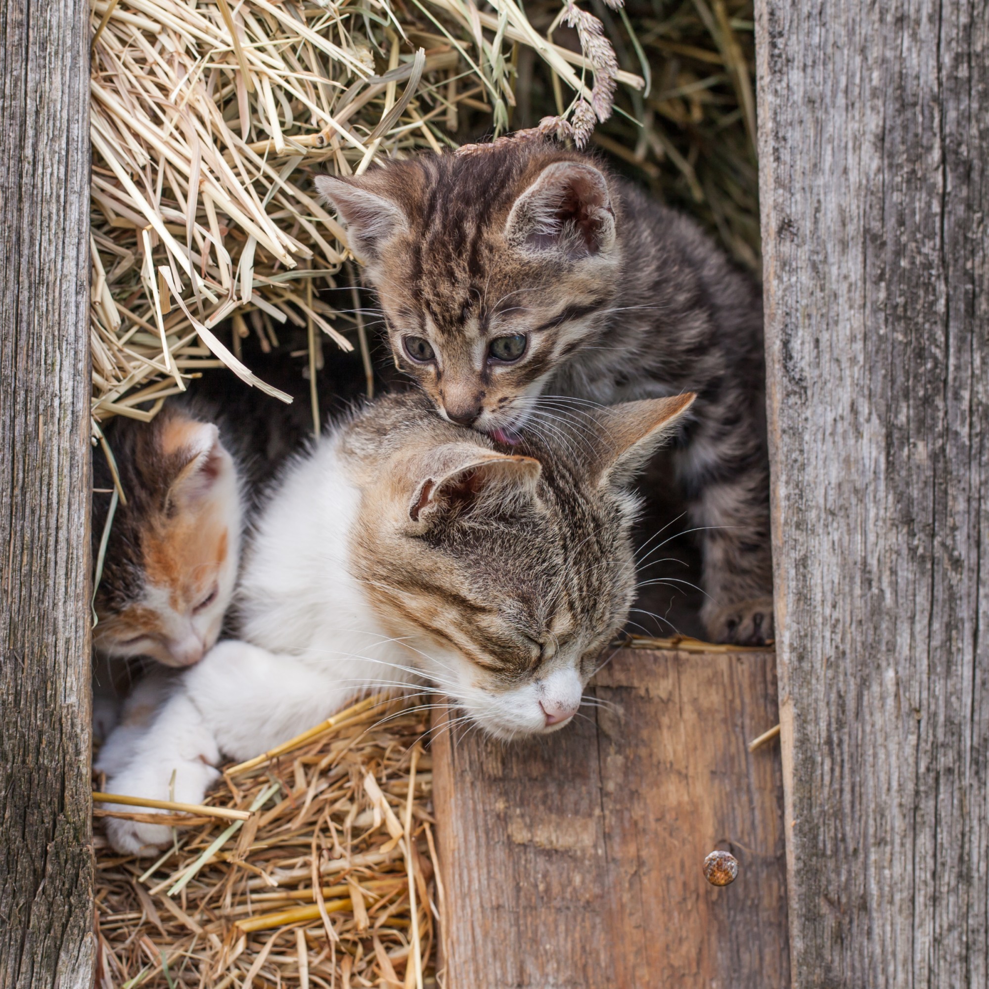 Home - Friends of Madison County Animals